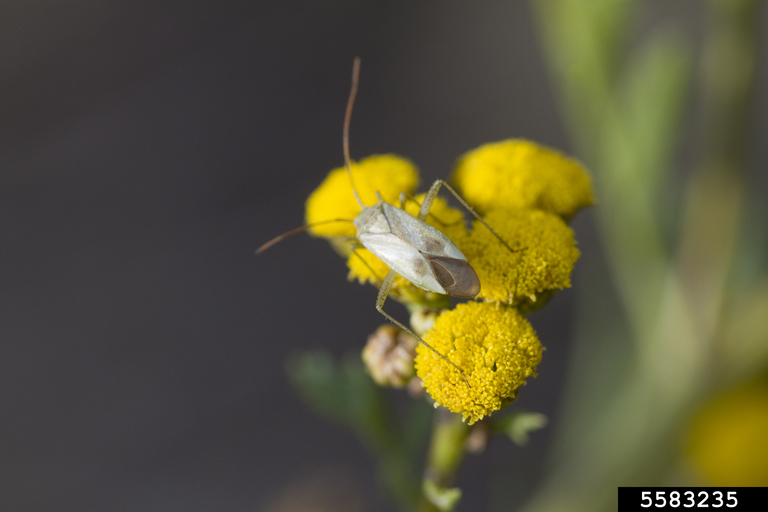 alfalfa plant bug (Adelphocoris lineolatus (Goeze))