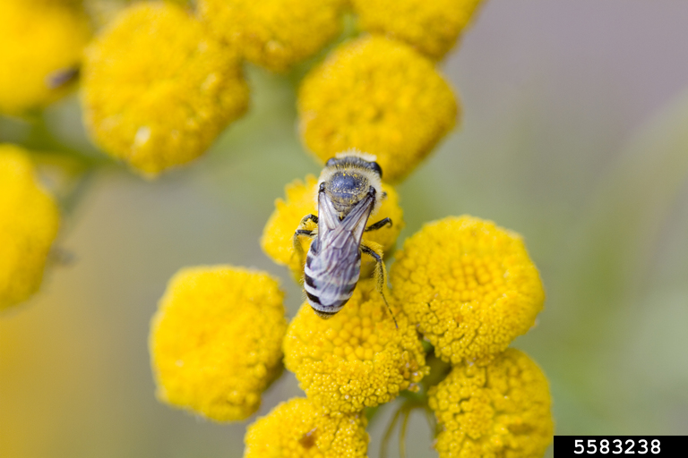 cellophane bees (Genus Colletes Latreille 1802)