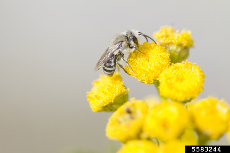 cellophane bees (Genus Colletes Latreille 1802)