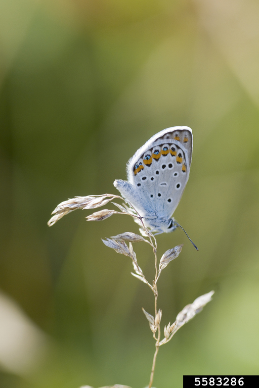 Reverdin's blue (Plebejus argyrognomon (Bergstrasser, 1779))