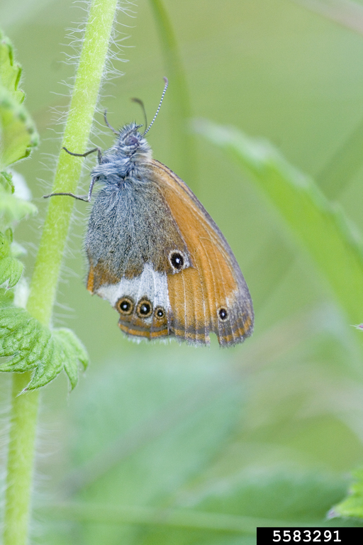 pearly heath (Coenonympha arcania (Linnaeus, 1761))