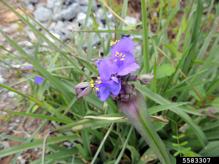 common spiderwort (Tradescantia ohiensis Raf.)