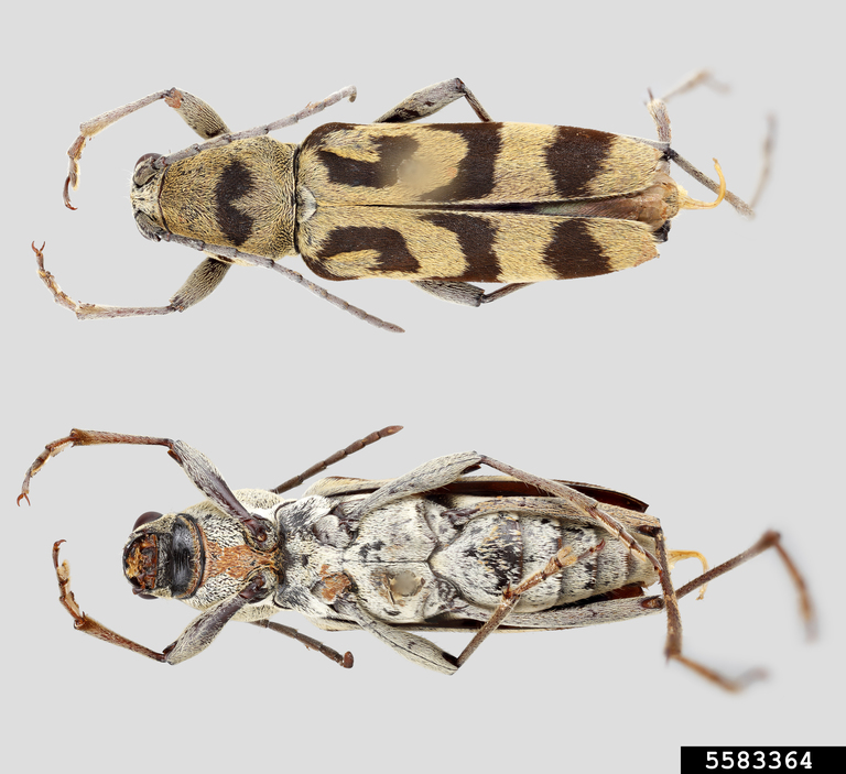 round-necked longhorn beetle, Chlorophorus signaticollis (Coleoptera ...
