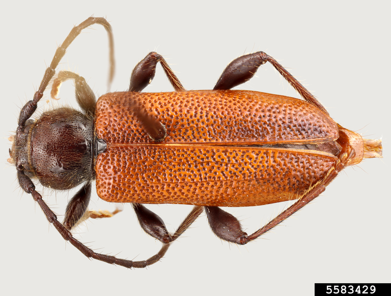 Japanese cedar longhorn beetle (Callidiellum rufipenne (Motschulsky, 1860))