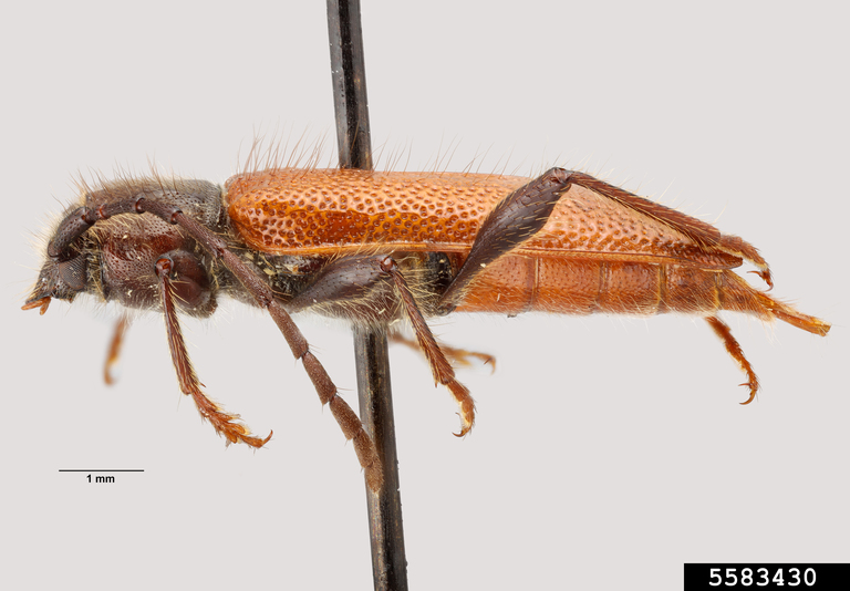 Japanese cedar longhorn beetle (Callidiellum rufipenne)