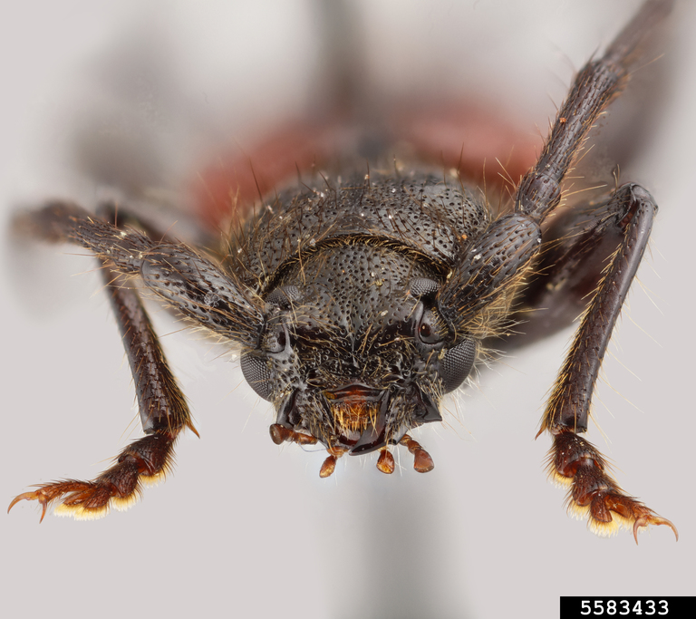Japanese cedar longhorn beetle (Callidiellum rufipenne (Motschulsky, 1860))