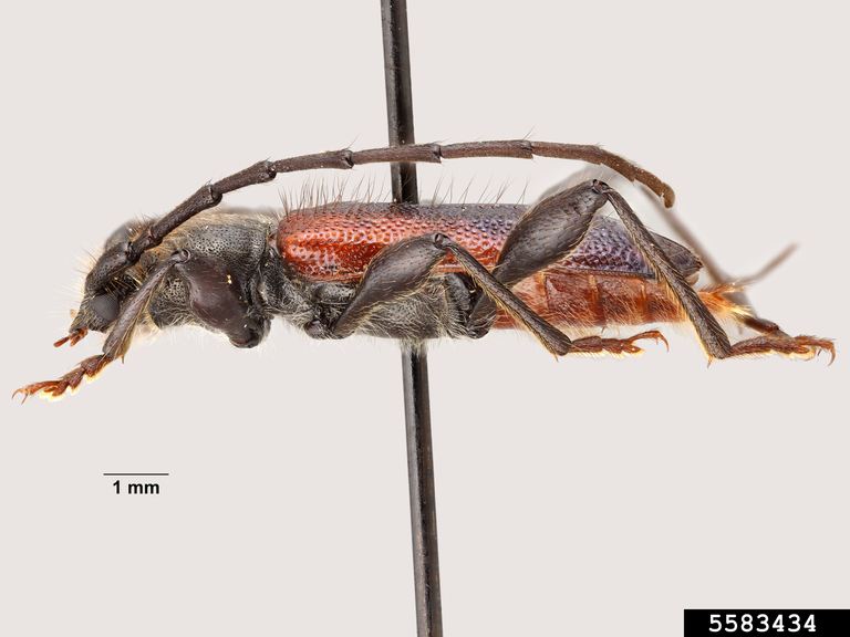 Japanese cedar longhorn beetle (Callidiellum rufipenne (Motschulsky, 1860))