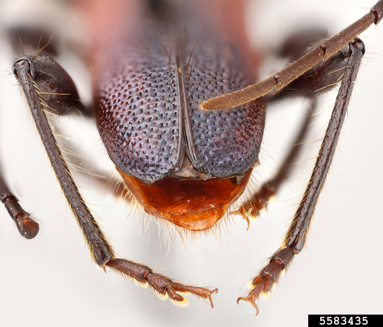 Japanese cedar longhorn beetle (Callidiellum rufipenne)