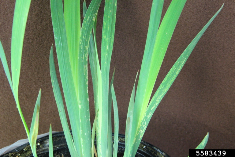 impatiens necrotic spot virus (INSV) (Tospovirus INSV ) on iris (Iris ...