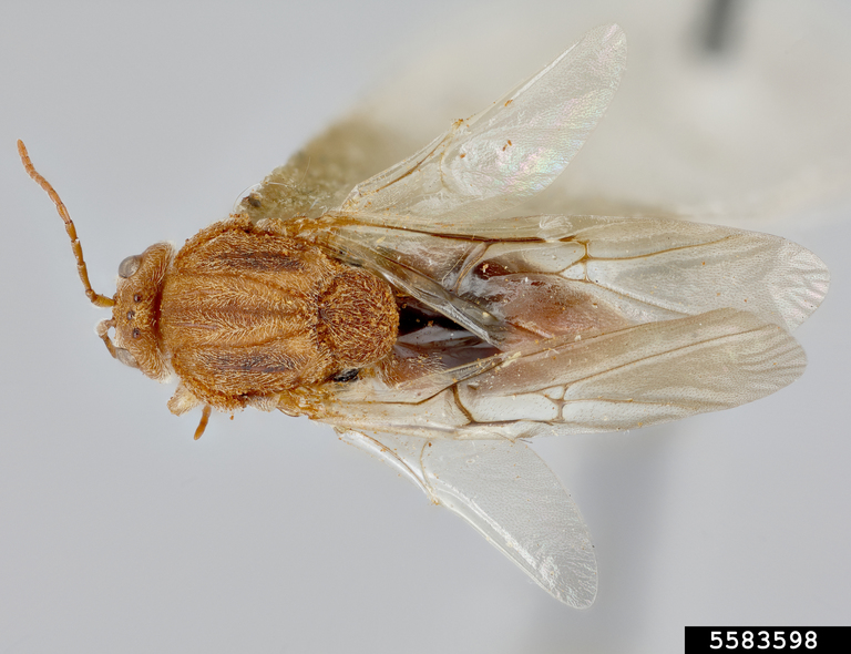 gall wasp (Andricus gallaetinctoriae (Olivier))
