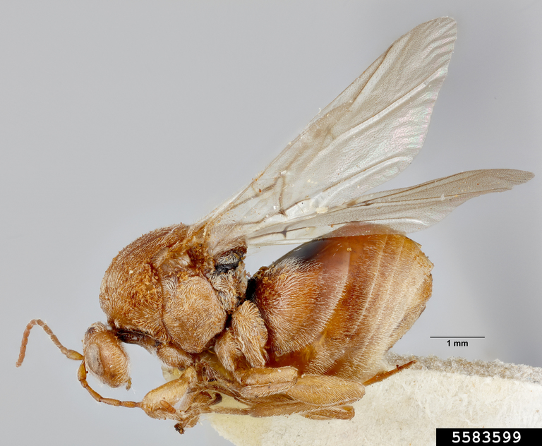 gall wasp (Andricus gallaetinctoriae)