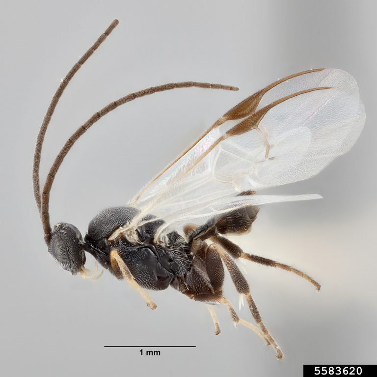 Braconid wasp (Apanteles canarsiae Ashmead, William H.)