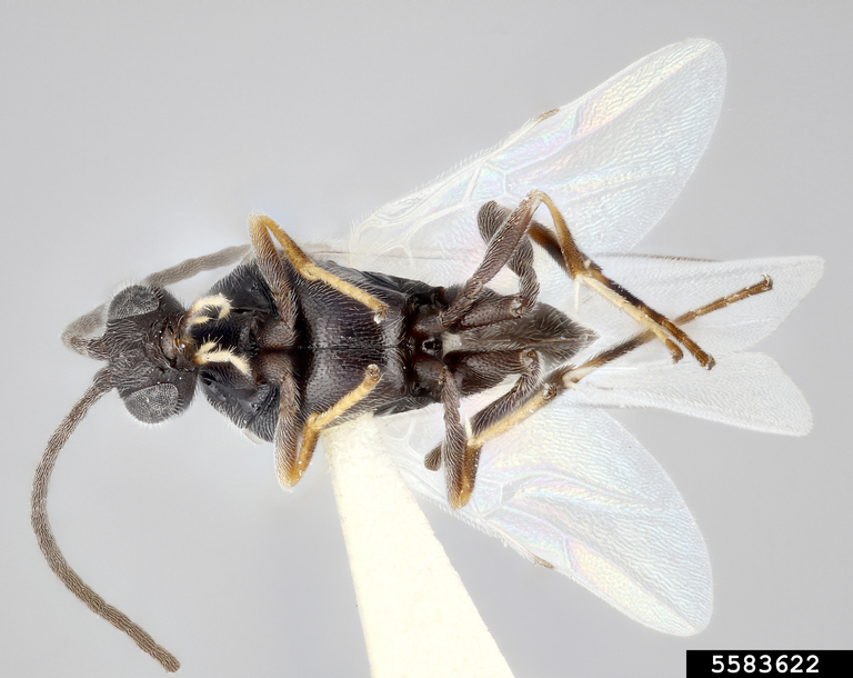 Braconid wasp (Apanteles canarsiae Ashmead, William H.)