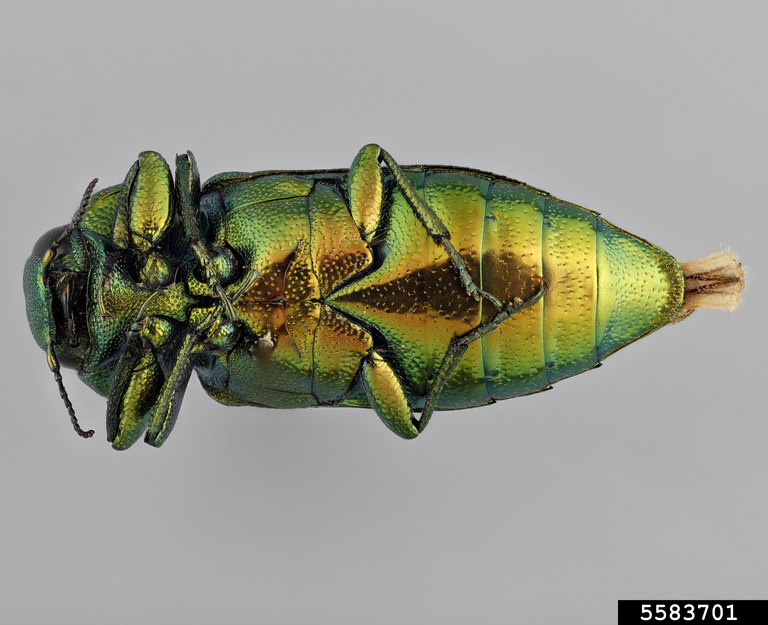 Jewel beetle (Sphaerobothris platti (Cazier, 1938))