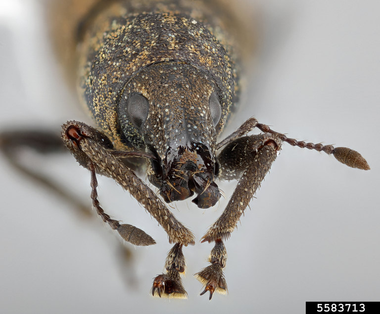 Weevil (Cleistolophus similis (Chevrolat, 1880))