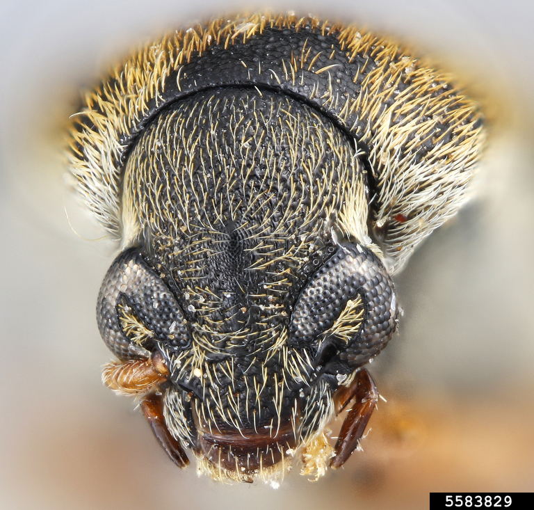 Leaf beetle (Sennius discolor ) on senna (Senna spp. ) - 5583829