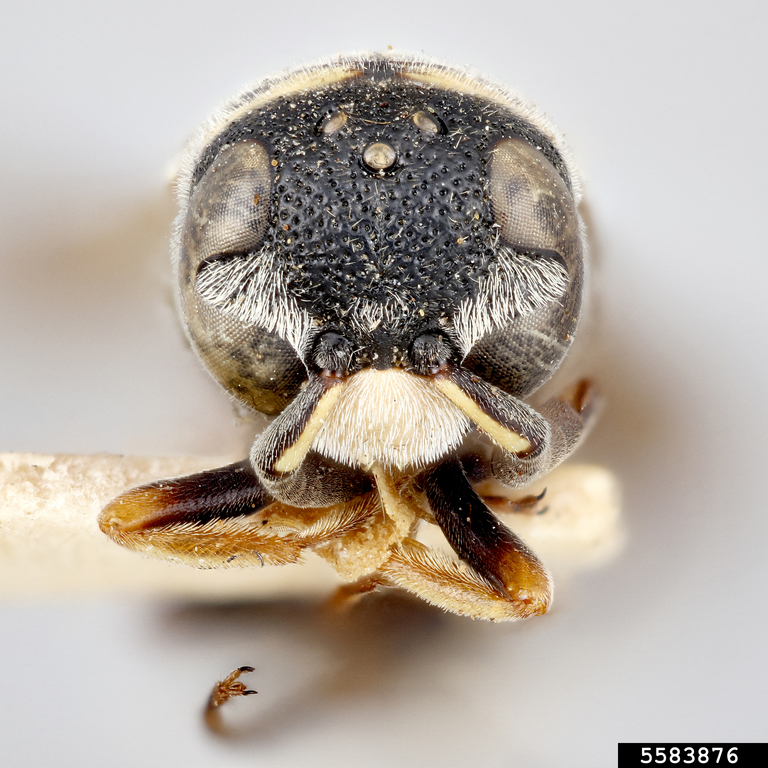 Potter wasp (Leptochilus erubescens)