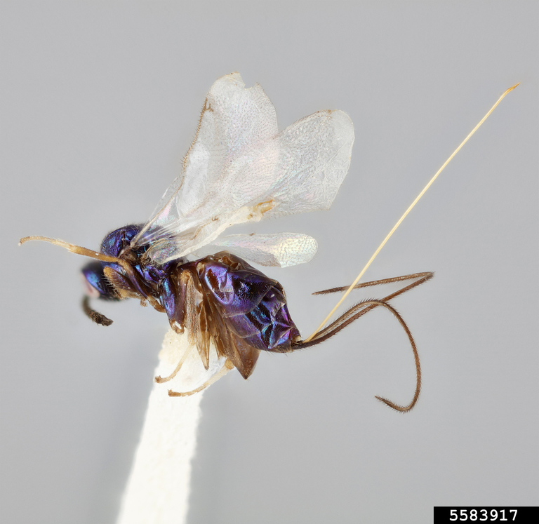 Chalcid wasp (Torymus azureus)