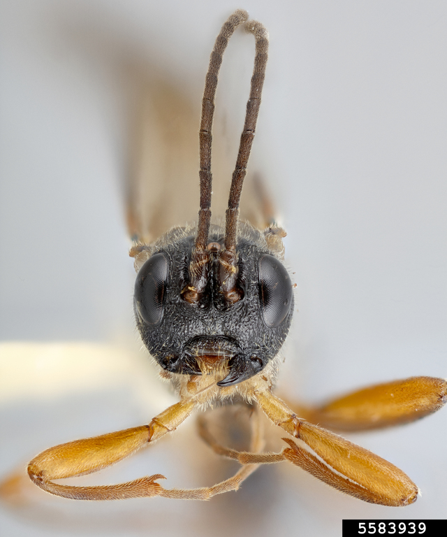 Braconid wasp (Wroughtonia occidentalis (Cresson, 1865))