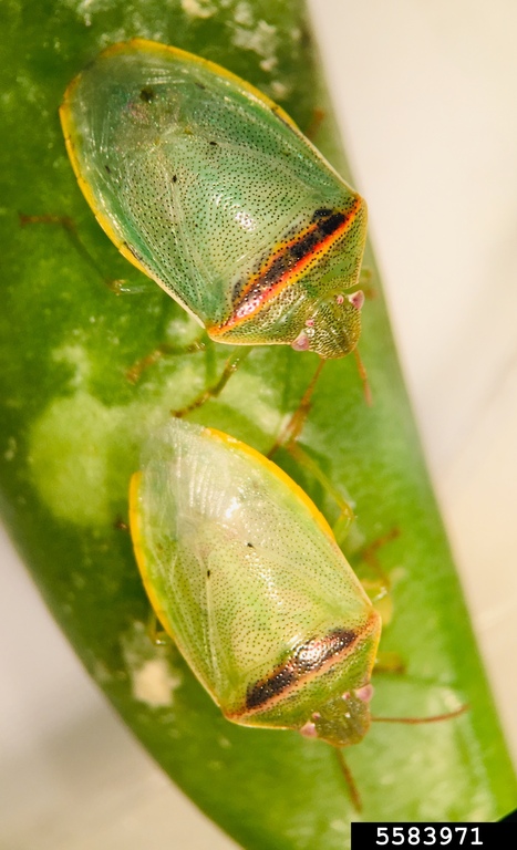 redbanded stink bug (Piezodorus guildinii Westwood)