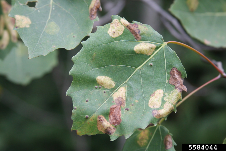 aspen blotchminer (Phyllonorycter apparella)