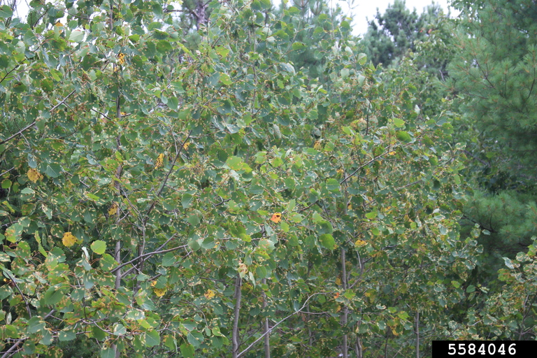 aspen blotchminer (Phyllonorycter apparella (Herrich-Schäffer, 1855))
