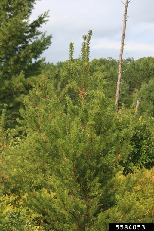 jack pine (Pinus banksiana Lamb.)