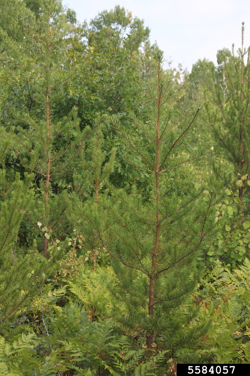 jack pine, Pinus banksiana (Pinales: Pinaceae) - 5584057