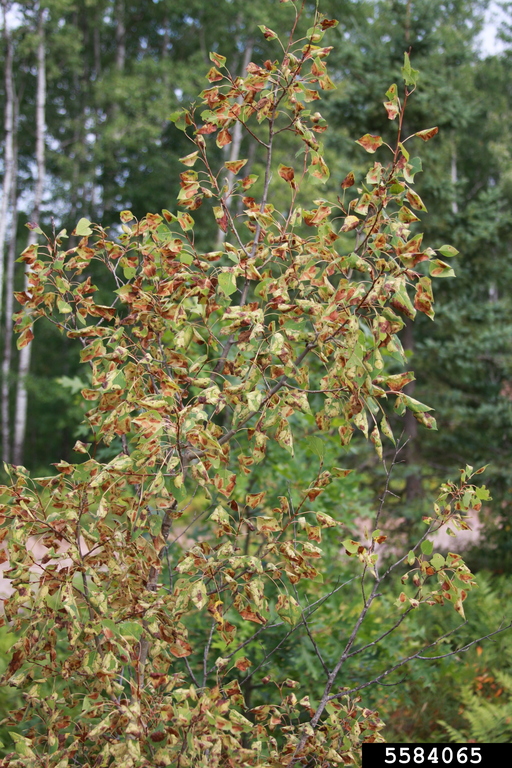 aspen blotchminer (Phyllonorycter apparella)
