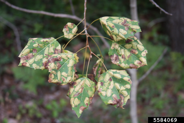 aspen blotchminer (Phyllonorycter apparella (Herrich-Schäffer, 1855))