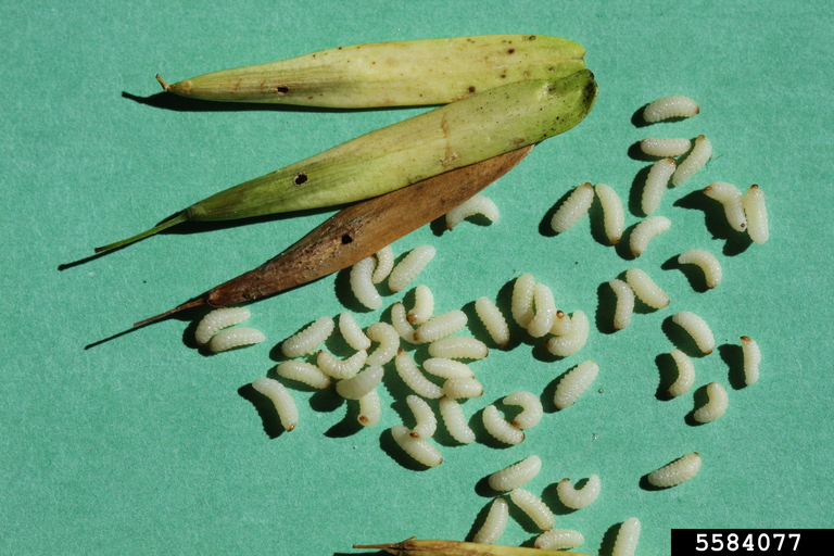 ash seed weevils (Genus Lignyodes Dejean, 1835)