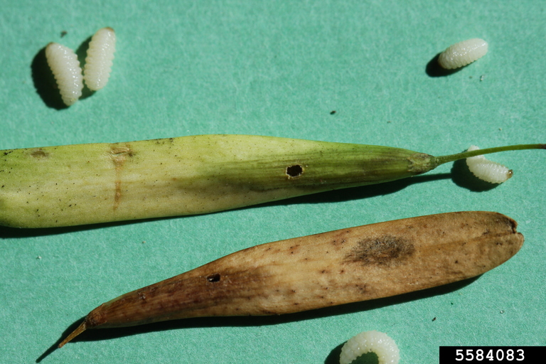 ash seed weevils (Genus Lignyodes Dejean, 1835)