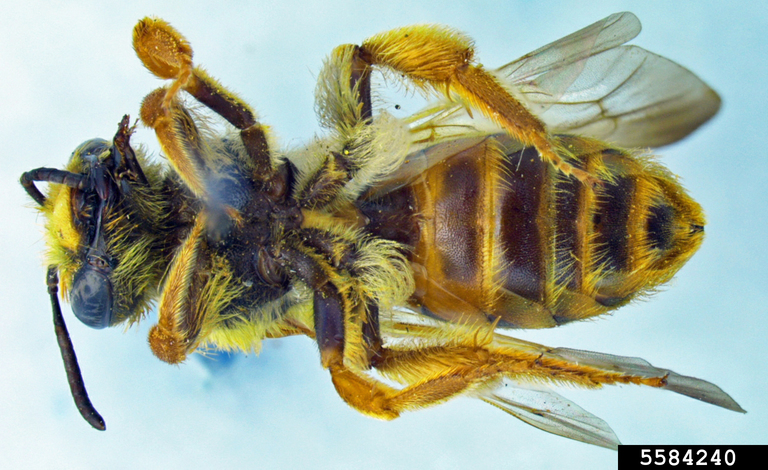 mining bee (Andrena prunorum Cockerell, 1896)