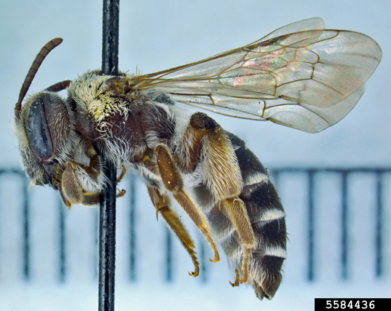 mining bee (Andrena quintiliformis Viereck, 1917)