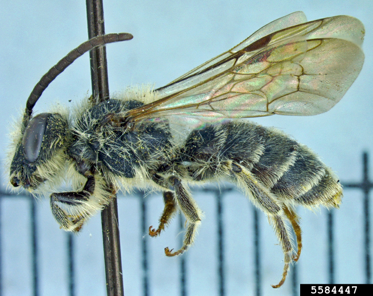 mining bee (Andrena quintiliformis Viereck, 1917)