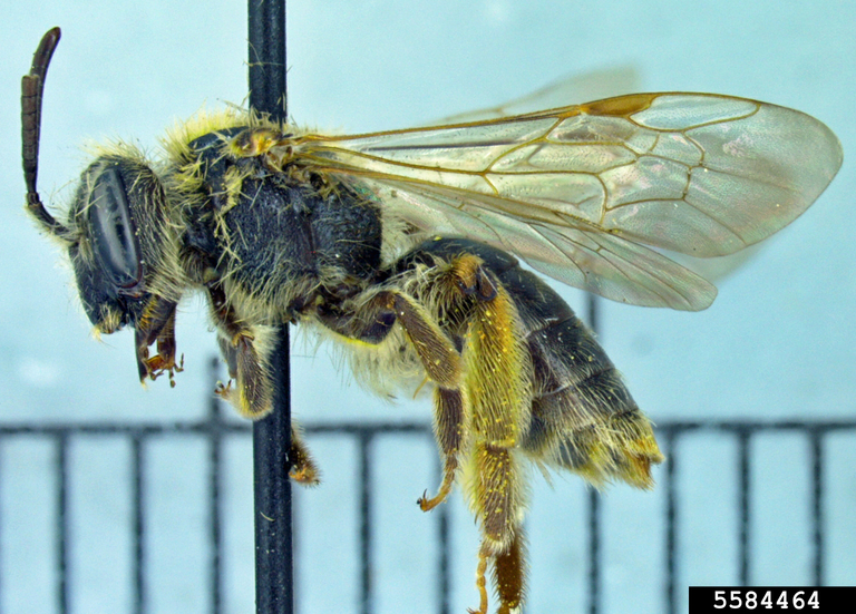 mining bee (Andrena rugosa Robertson, 1891)