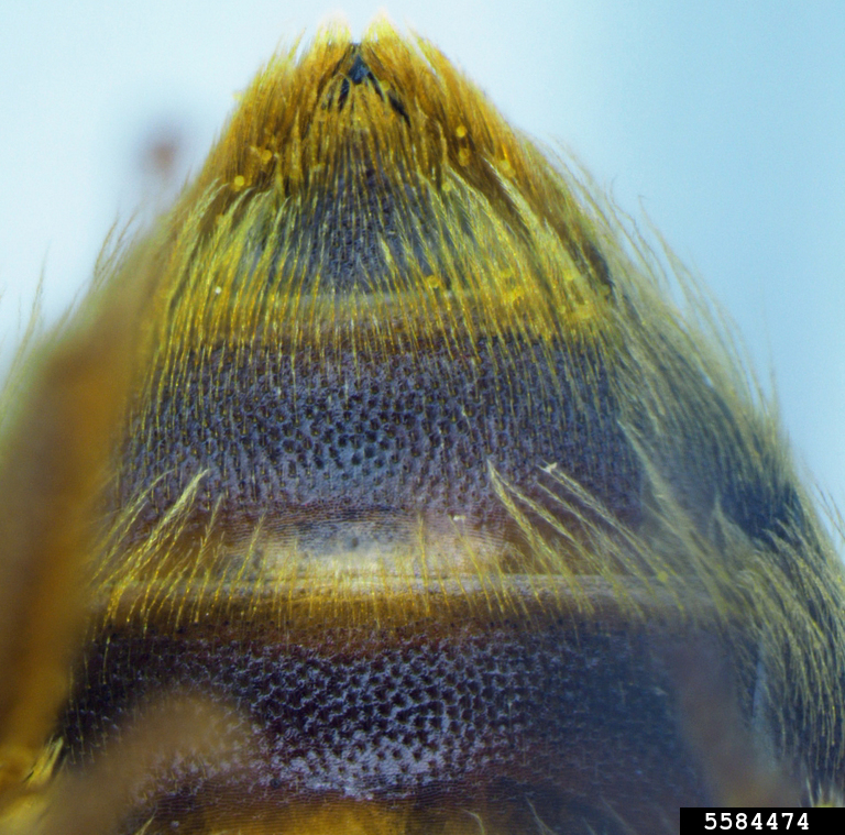 willow mining bee (Andrena salicifloris)