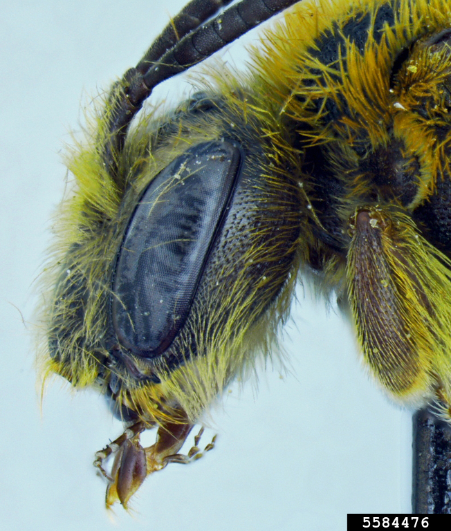 willow mining bee (Andrena salicifloris)