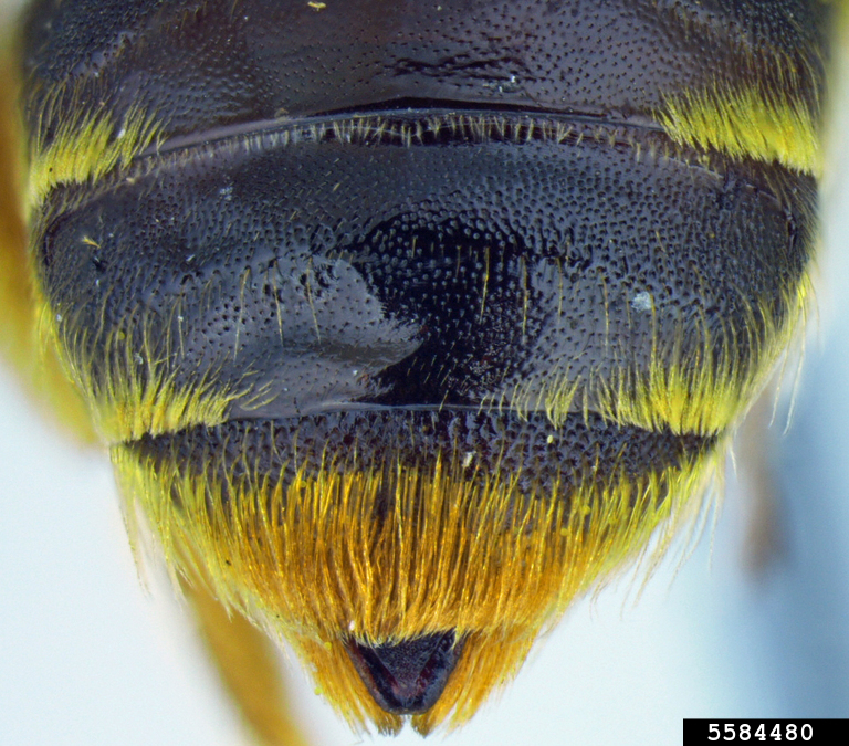 willow mining bee (Andrena salicifloris Cockerell, 1897)