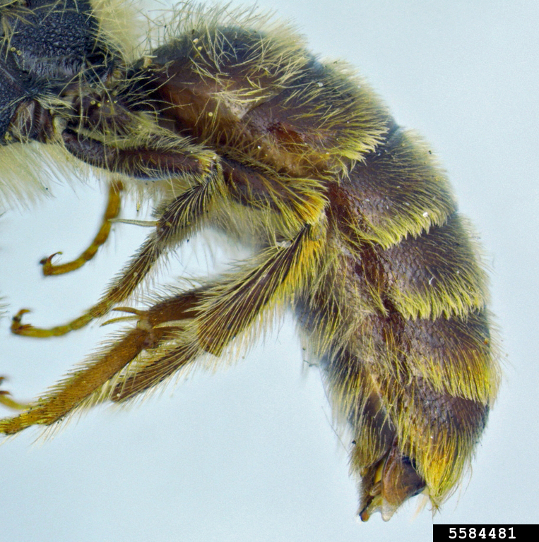 willow mining bee (Andrena salicifloris Cockerell, 1897)