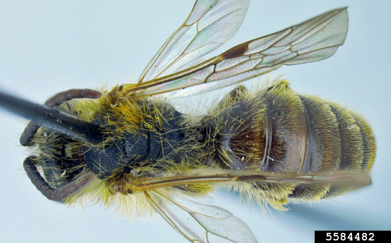 willow mining bee (Andrena salicifloris)