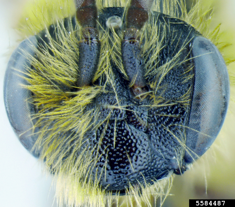 willow mining bee (Andrena salicifloris Cockerell, 1897)
