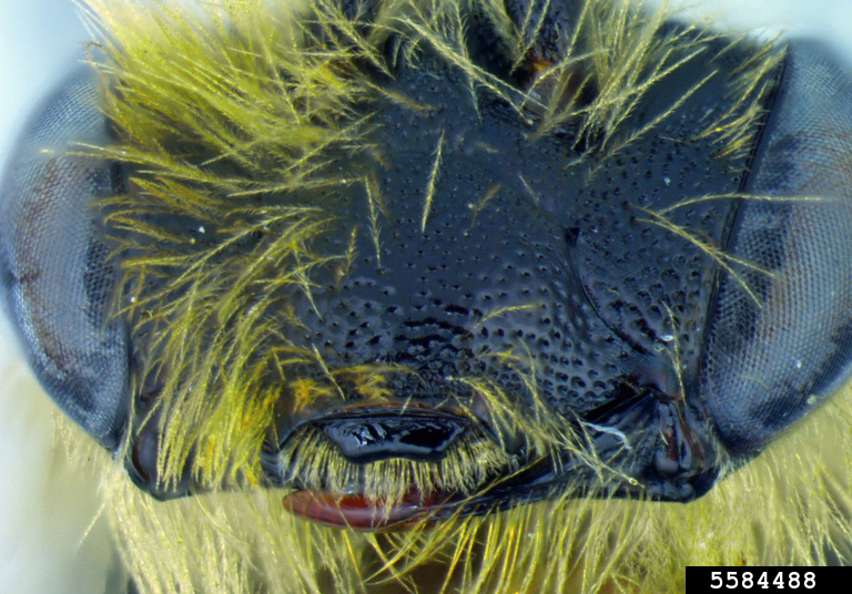 willow mining bee (Andrena salicifloris Cockerell, 1897)