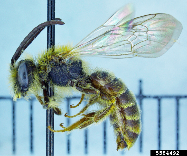 willow mining bee (Andrena salicifloris Cockerell, 1897)