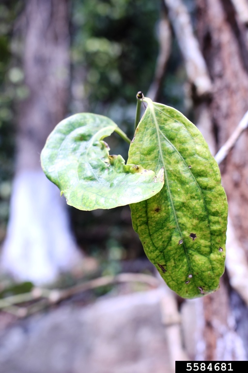 cucumber mosaic virus (CMV) (Cucumovirus CMV)