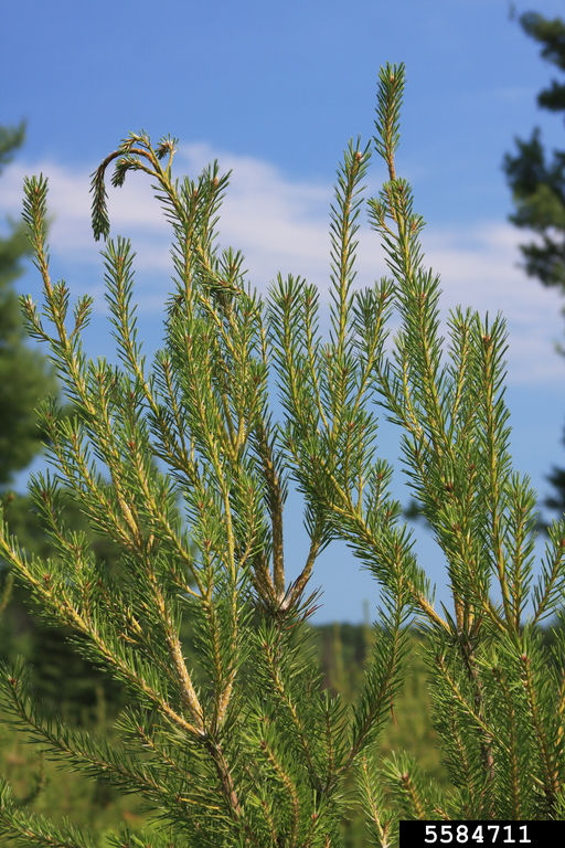 white pine weevil (Pissodes strobi)