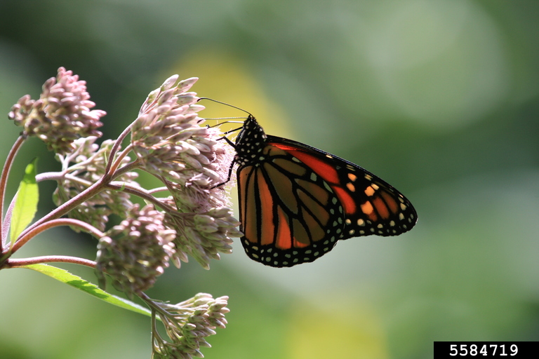 monarch butterfly (Danaus plexippus (Linnaeus))