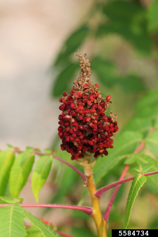 smooth sumac (Rhus glabra L.)