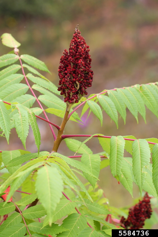 smooth sumac (Rhus glabra L.)