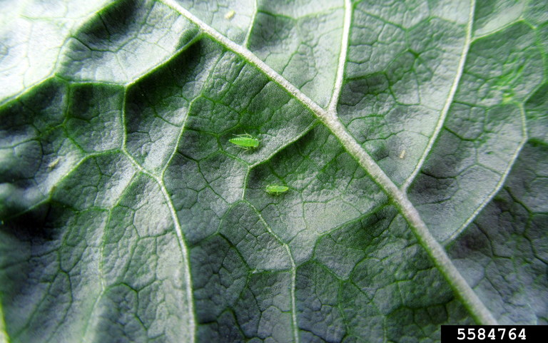 Green Leafhopper (Empoasca decipiens Paoli, 1930)